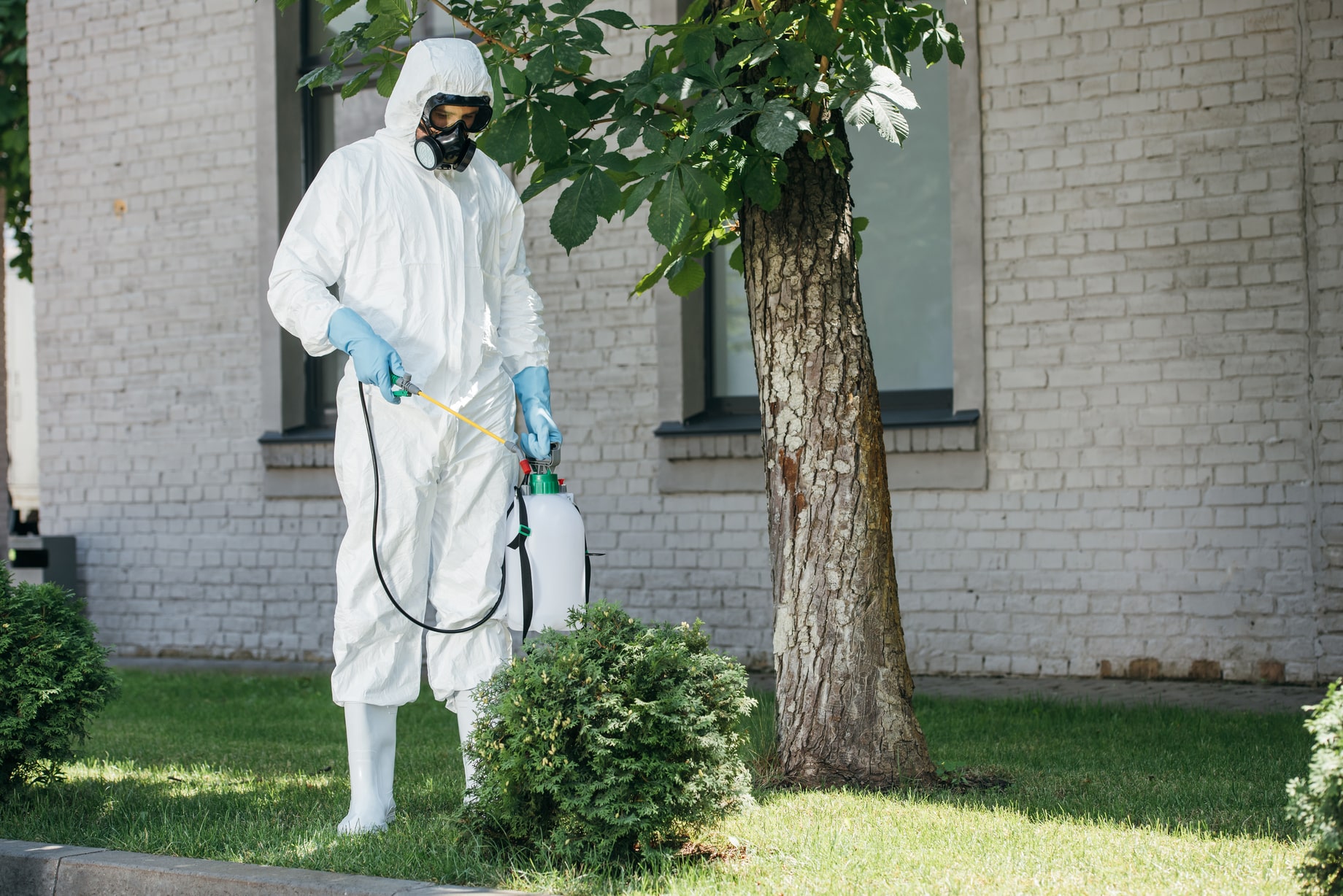 Pest Control: DIY Tips vs. Professional Services – What to Know